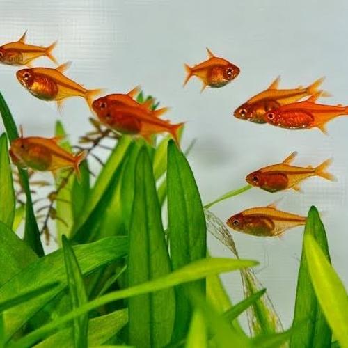 Jual amandae tetra - ikan hias aquascape - Kota Depok - air tawar Ill ...