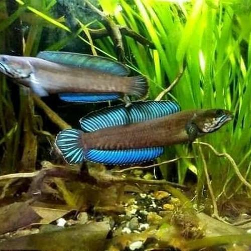 Jual ikan chana channa cana biru / ikan hias chana biru / ikan gabus ...