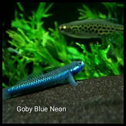 Jual ikan hias neon goby blue - Kota Depok - Fauna aqua | Tokopedia