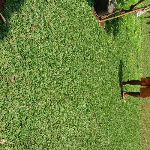 Jual rumput taman/rumput gajah mini 1x1 meter - Kota Depok - Taman ...