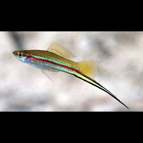 Jual ikan hias platy pedang hijau green - Kota Depok - Fauna aqua ...