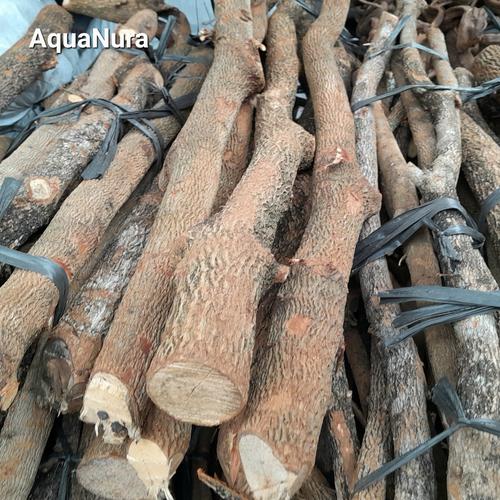Jual kayu asem jawa 100cm diameter 2cm aquascape aquarium - Kota ...