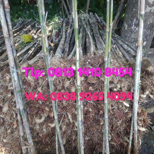 Jual Bambu jepang / Pohon Bambu jepang - Kab. Bogor - GT. Store | Tokopedia