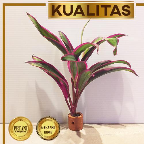 Jual Hanjuang Merah Tanaman Air Paludarium / Aquascape Hias Hiasan ...