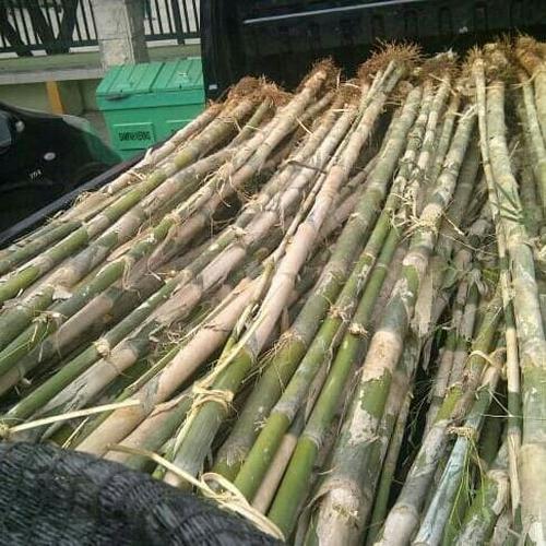 Jual pohon bambu jepang/ pohon bambu hijau - Kab. Bogor - Rendy Store ...