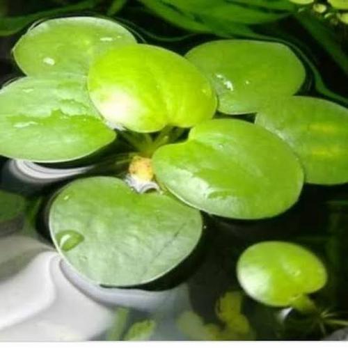 Jual tanaman apung frogbit amazon - tanaman air frogbit ikan hias ...