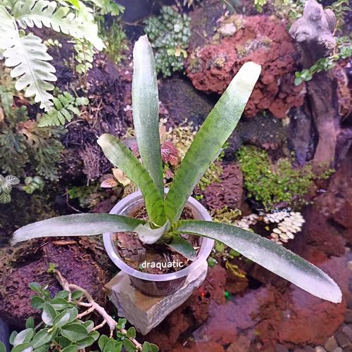 Jual Bromelia Red Tiger | Tanaman terrarium paludarium vivarium ...