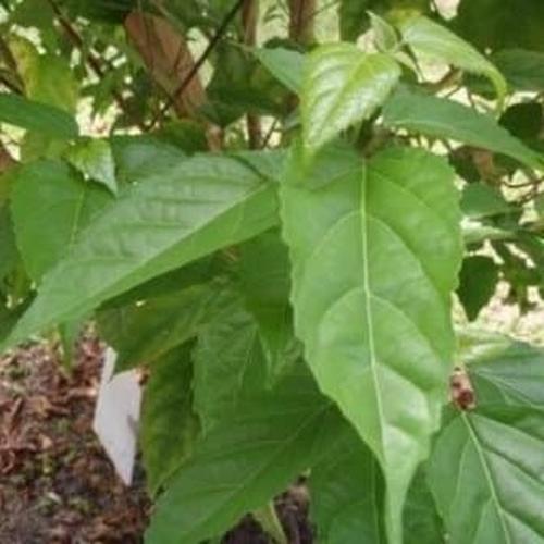 Jual Daun Singkil/buas-buas/obat anti tumor dan penambah ASI - Kab ...