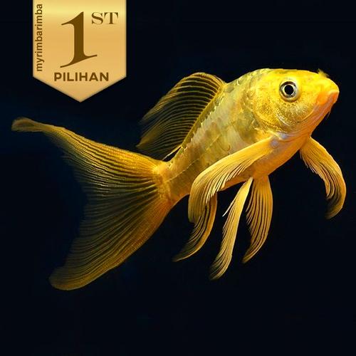Jual Golden Koi Slayer (M) Ikan Hias Kolam Aquascape Hiasan Aquarium ...