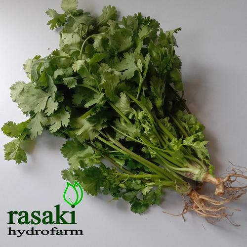 Jual daun coliander/ wansui/ daun ketumbar segar organik 50gr fresh ...