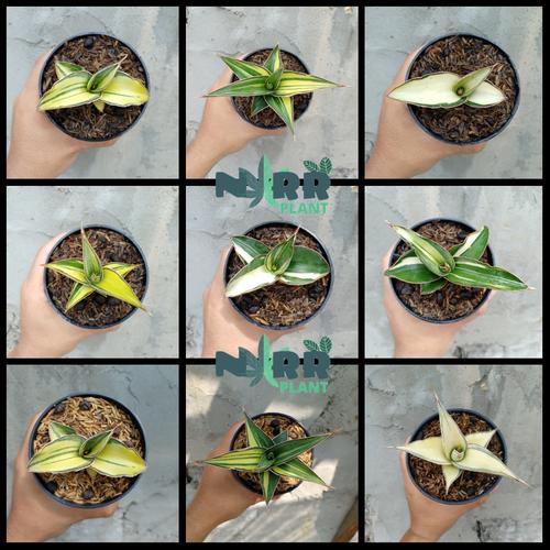 Jual Sansivera daun tebal varigata - Marga var - Jakarta Barat ...