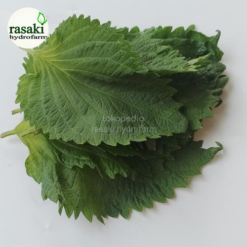 Jual daun oba obha perila segar - Kota Bogor - rasaki hydrofarm | Tokopedia