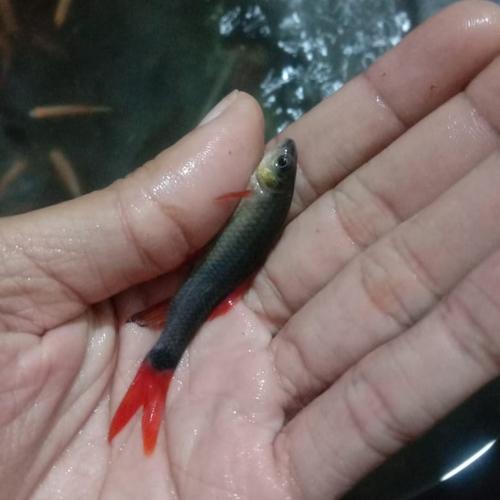 Jual ikan redfin hitam - Kota Depok - Fauna aqua | Tokopedia