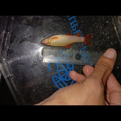 Jual ikan hias redfin albino shark / alga eater / pemakan lumut ...