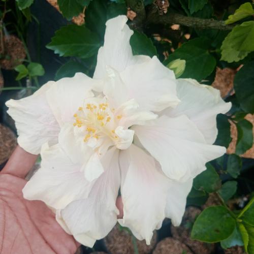 Jual bunga sepatu putih tumpuk lebar / bunga hibiscus tanaman hidup ...