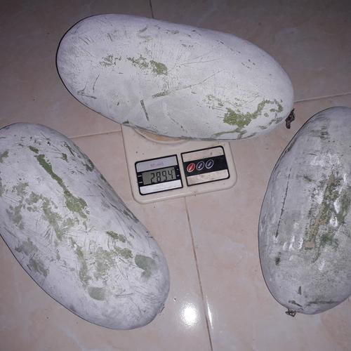 Jual Buah Beligo, Bligo, Kundur 2.5 - 3 kg. Masih fresh, baru petik ...