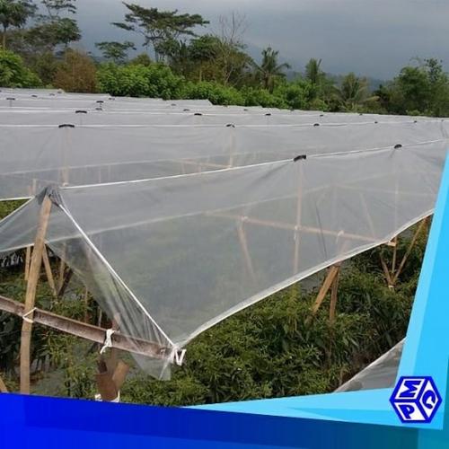 Jual Plastik PE UV Sungkup Cahaya Bola 35 mic x 60 cm x 265 meter - UV ...