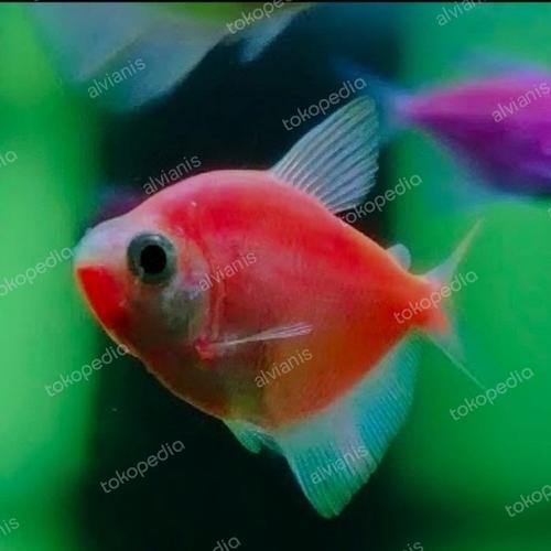 Jual ikan merah aquascape/ ikan red neon tetra - Kota Depok - alvianis ...