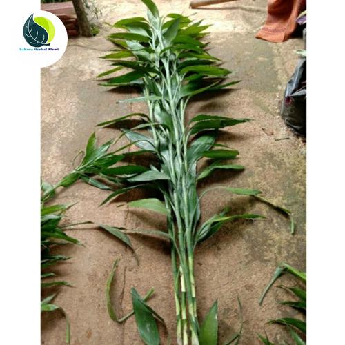Promo stek tanaman bambu hoki ukuran 50cm - Jakarta Selatan - Sakura ...