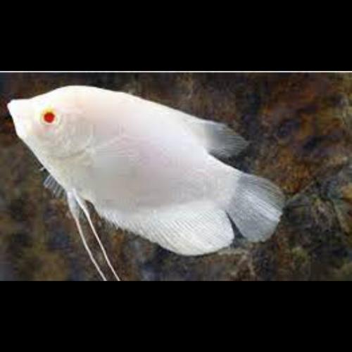 Jual ikan hias sepat platinum mutiara albino putih aquascape - Kota ...
