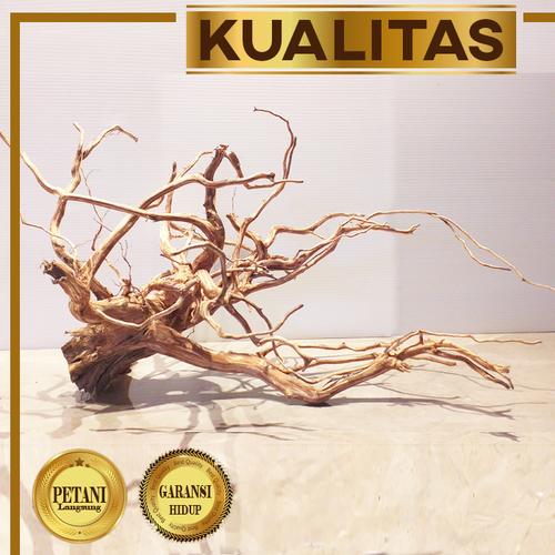 Jual Kayu Akar Rasamala XL Hiasan Aquarium Aquascape Paduan Tanaman ...