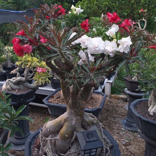 Jual Adenium Bunga Tumpuk 2in1 Merah Putih - Kab. Sragen - Wit Javanes ...