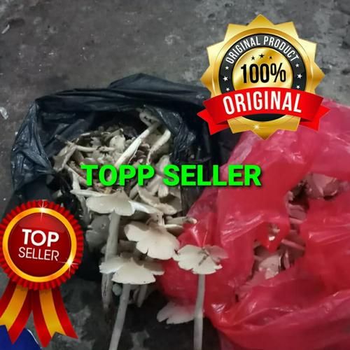 Jual JAMUR BARAT/JAMUR KULATLONG/JAMUR UTAH RAMPAK/JAMUR MUSIM HUJAN ...