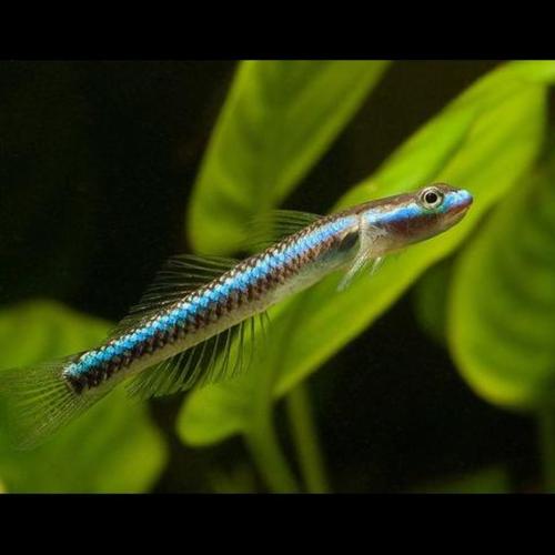 Jual ikan goby blue biru gobby biru ikan hias - Kota Depok - Fauna aqua ...