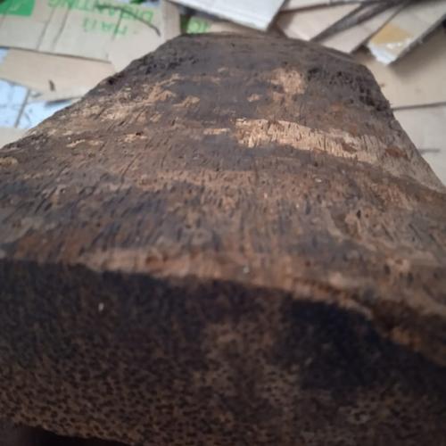 Jual Belahan Kayu Ruyung Atau Batang Kayu Pohon Aren, Panjang 30 cm ...
