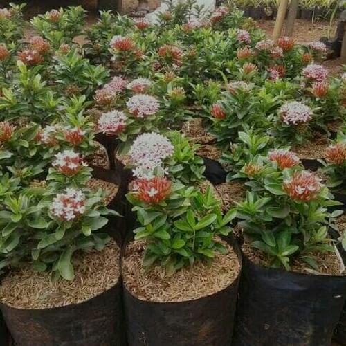 Jual tanaman asoka mini - asoka pink - soka jambon - Kab. Bogor ...