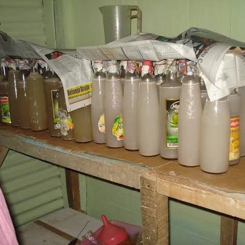 Jual starter nata de coco 500ml - Kab. Bekasi - BAGASARI | Tokopedia