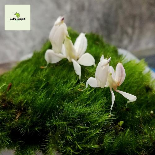 Jual orchid mantis putih cengcorang warna,(hymenopus coronatus) - Kab ...