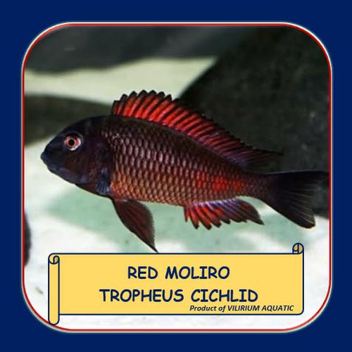 Jual IKAN HIAS AIR TAWAR - RED MOLIRO TROPHEUS CICHLID - Jakarta Pusat ...
