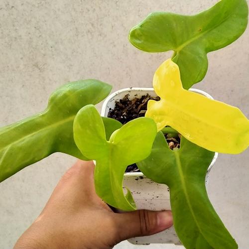 Jual tanaman cantik Philodendron bipennifolium aurea Philo violin ...