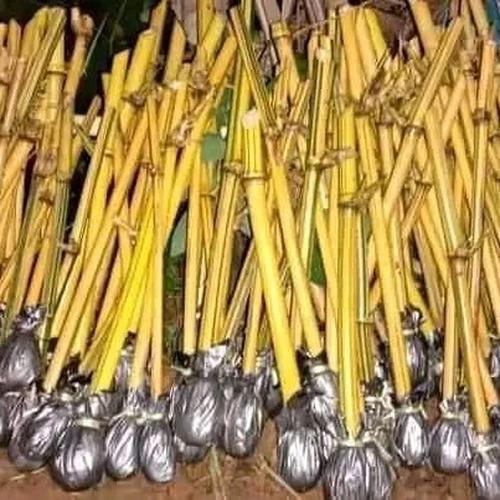 Jual Bambu kuning hias 100 cm Tanaman hias grade A - Kab. Pangandaran ...
