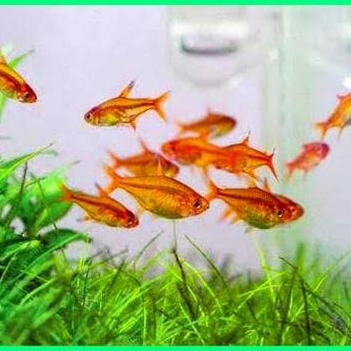 Jual ikan ember tetra amandae aquascape - Kota Depok - Fauna aqua ...