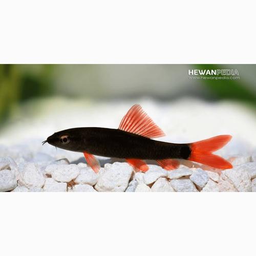 Jual ikan red fin black shark - Kota Depok - Fauna aqua | Tokopedia