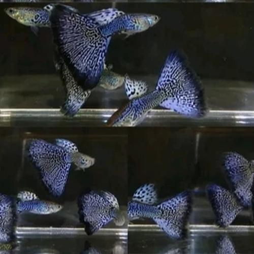 Jual Ikan Hias Guppy Purple Cobra Sepasang - Kota Depok - Fishtreasure. id | Tokopedia