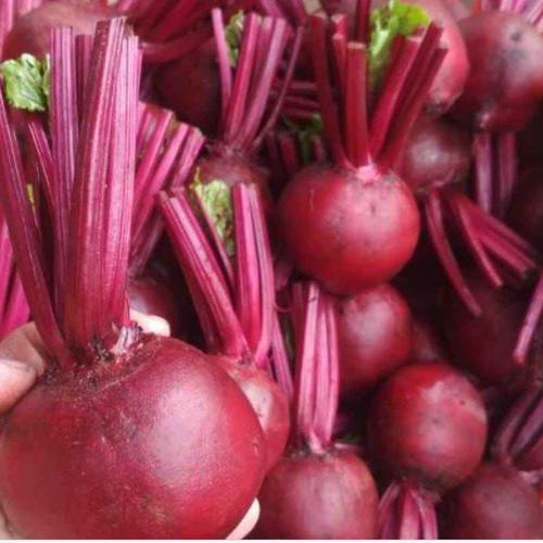 Jual BUAH BIT merah segar / BEET ROOT 1KG BIT MURAH SUPER - Kota Batu ...