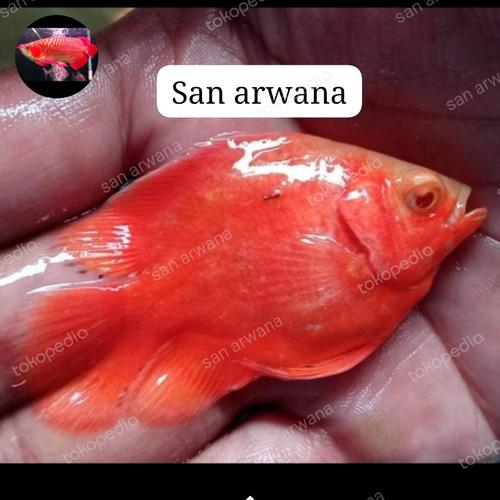 Jual ikan Oscar super red paris short body tankmate arowana predator ...