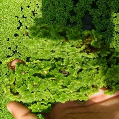 Jual rumput azola Bibit Azolla pinata microphyla Azola Pakan Ikan 100 ...