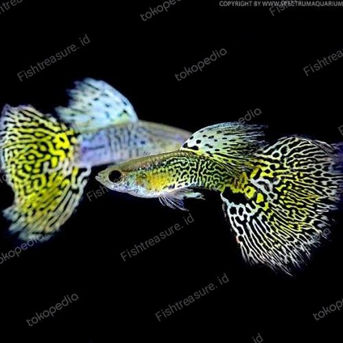 Jual Ikan Hias Guppy Green Cobra Sepasang - Kota Depok - Fishtreasure. id | Tokopedia