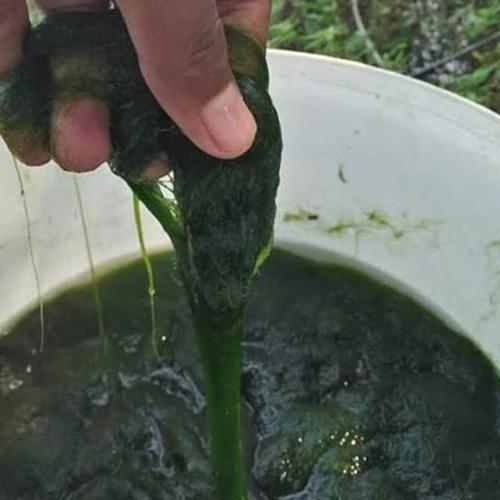 Jual Lumut Sawah Umpan mancing Ikan Tawar Segala jenis/250g - Kota ...