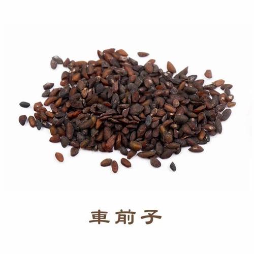 Jual 100 G GR GRAM CHE QIAN ZI SEMEN PLANTAGINIS PLANTAIN SEED SEEDS ...