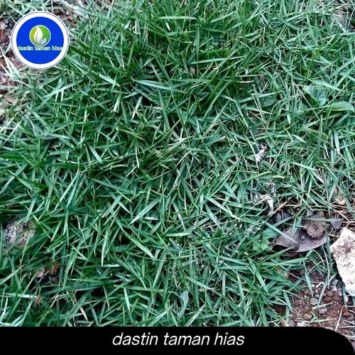Jual rumput peking atau rumput jepang per 1 karung - Kota Depok ...