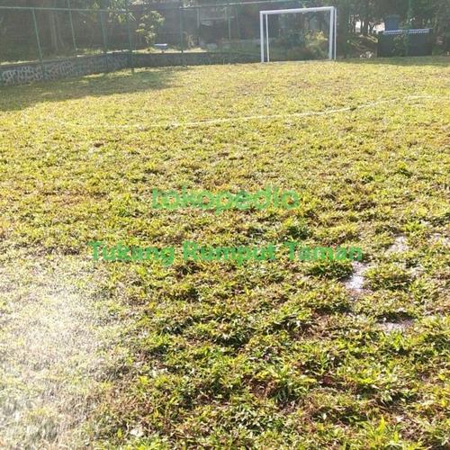 Jual rumput gajah biasa 1 pick up - Rumput Gajah Paitan - Kab. Bogor ...