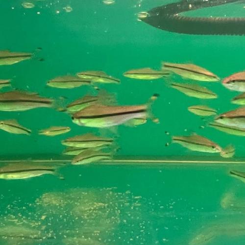 Jual Puntius Denisoni Ikan Hias Air Tawar Aquarium Aquascape - Kota ...