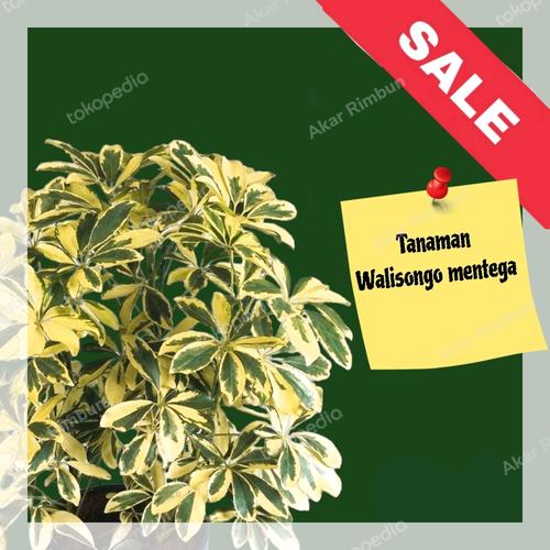 Jual tanaman walisongo kuning mentega - Kab. Bandung Barat - Akar ...