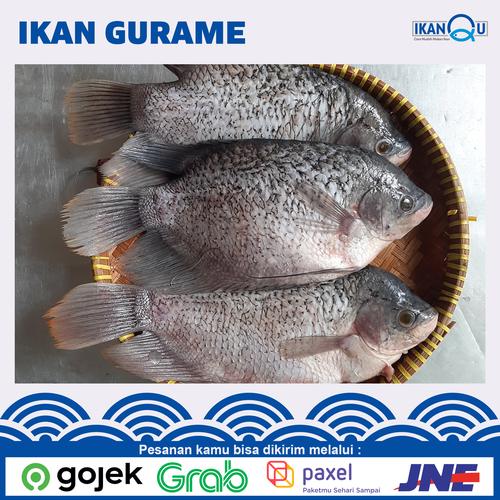 Jual Gurame Segar Pilihan 1Kg | Gurame Segar Utuh - Dijamin ...