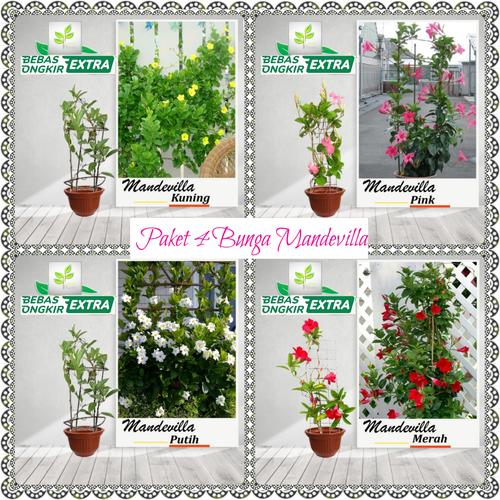 Jual paket tanaman hias bunga mandevilla - mandevilla - putih - Kab ...